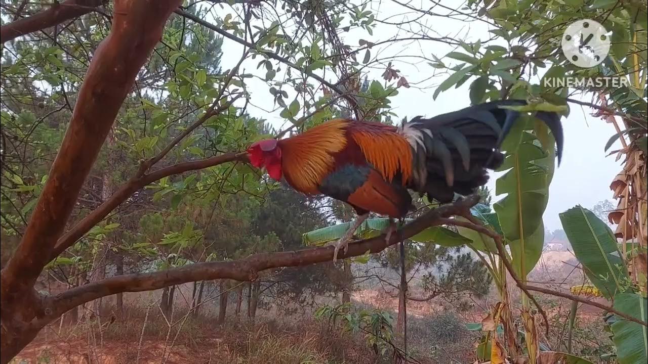 qaib dib txuam 3 zoo nkauj muag - YouTube