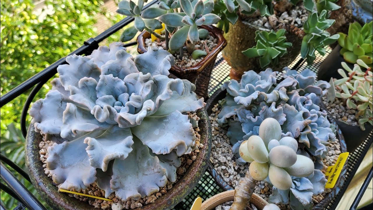 동형종 화이트그리니방울복랑옥상 아이들과 걸이대아이들 비교다육이키우기 옥상다육 Succulent곰팡이 무름병 여름철