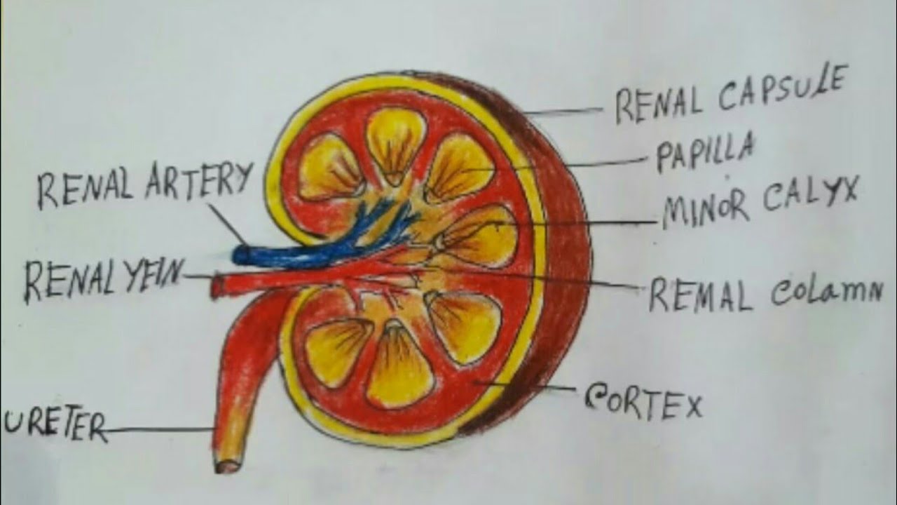 human kidney drawing | how to draw human kidney drawing | pencil colour ...