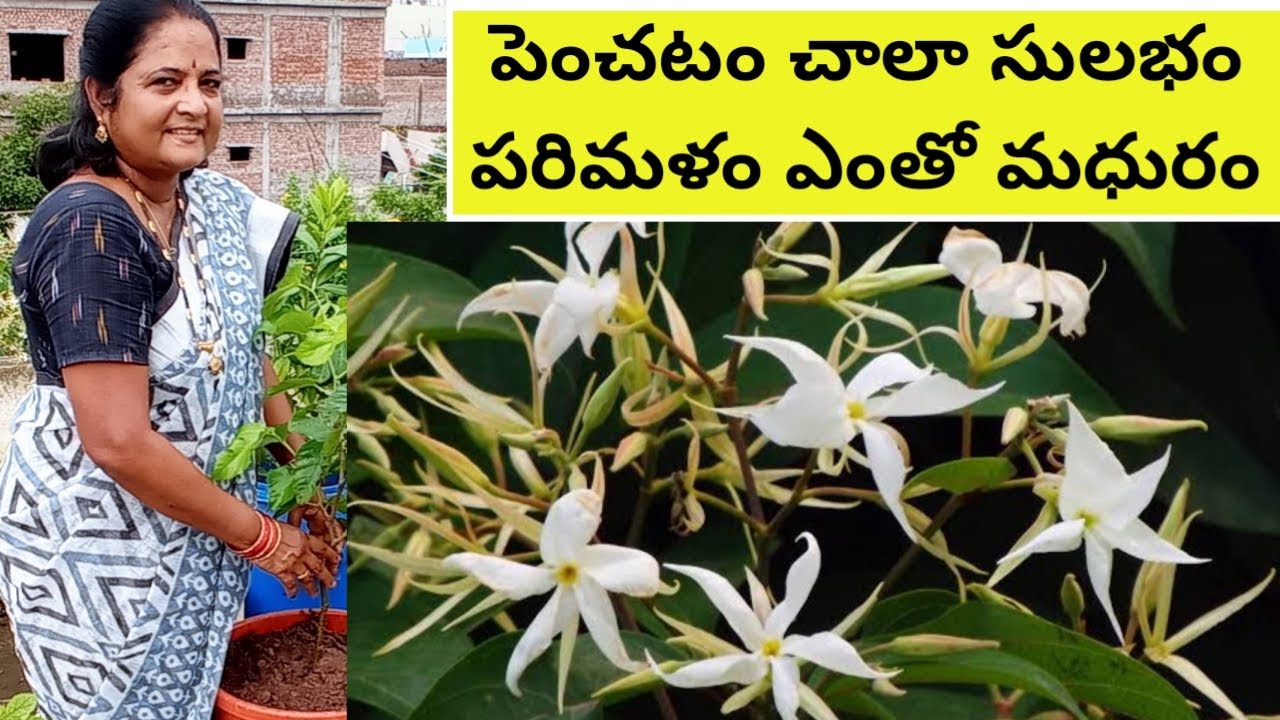 How to grow Madhumalti / Malathi: నక్షత్రాలు నేలపై రాలాయా అనిపించే ...
