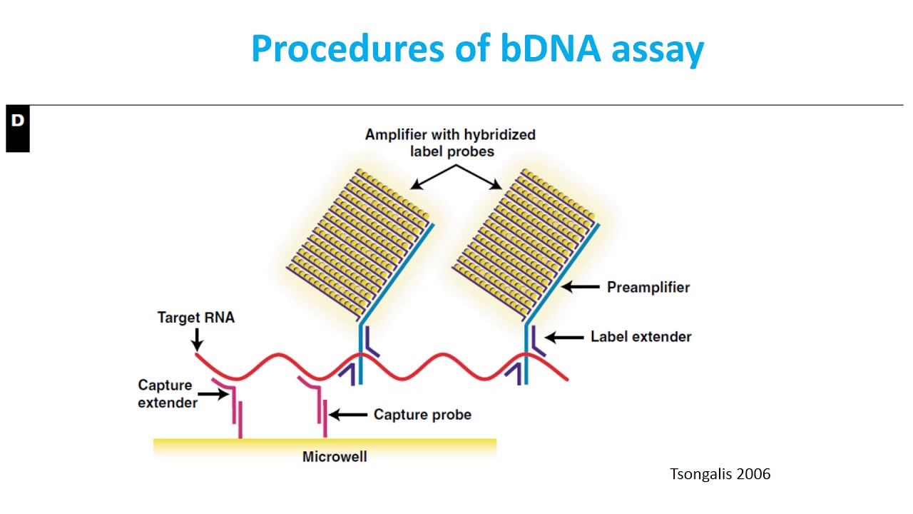 Li virtual teaching presentation-branched DNA assay for HIV - YouTube