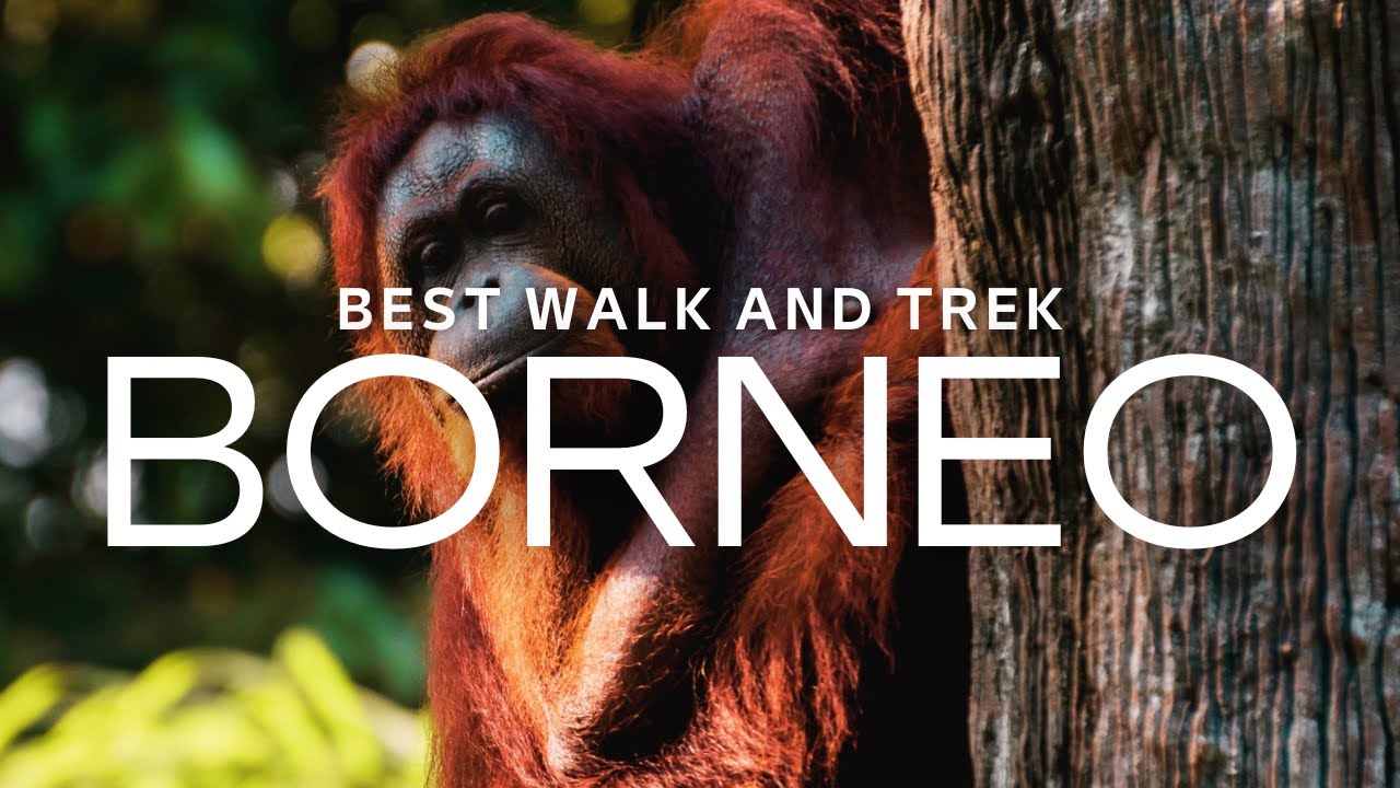 Walk and Trek in BORNEO | 6 Top Things To Do Borneo | Adventure Travel ...