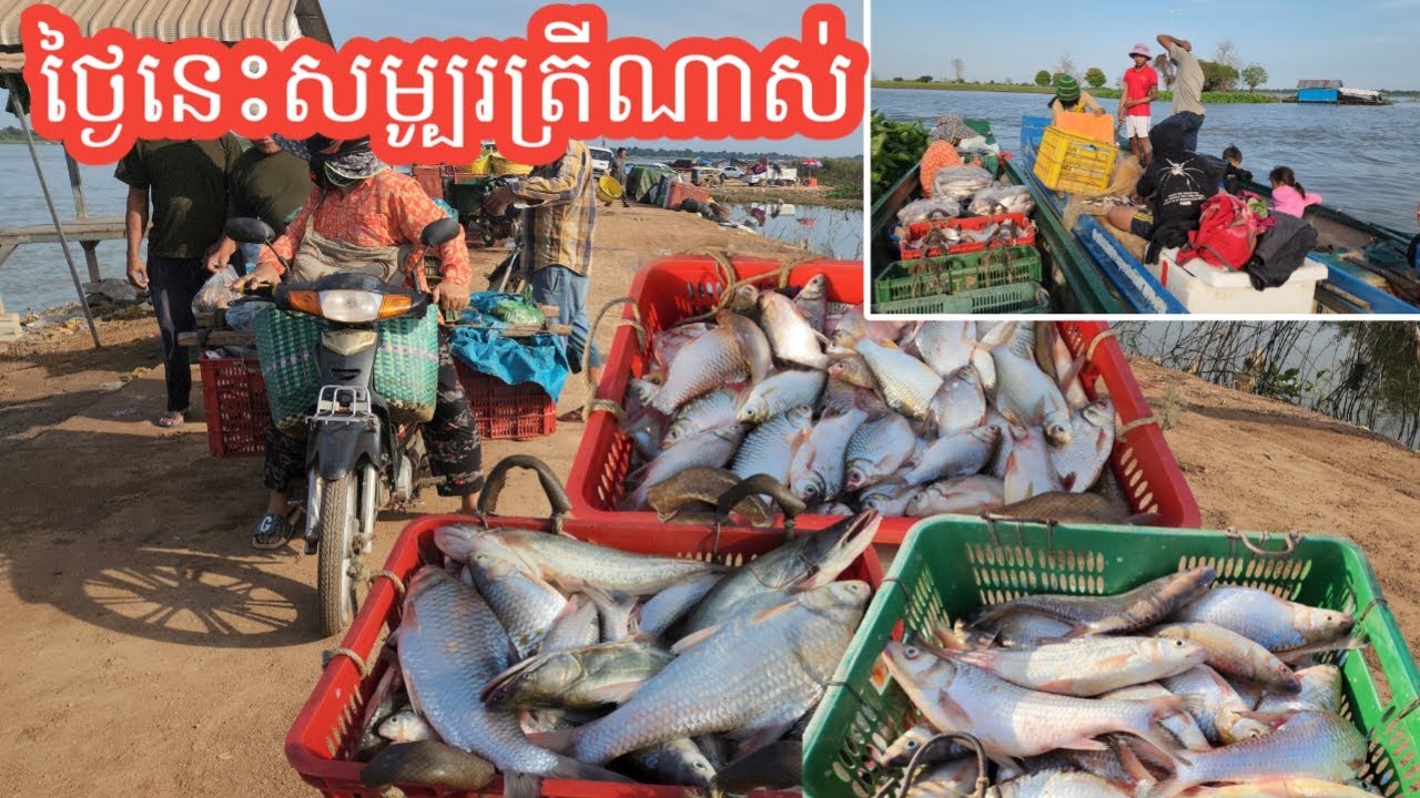 ទន្លេសាប ថ្ងៃនេះ ត្រីរឹតតែសំបូរ || Freshwater Fish Market KH [Ep. 591 ...
