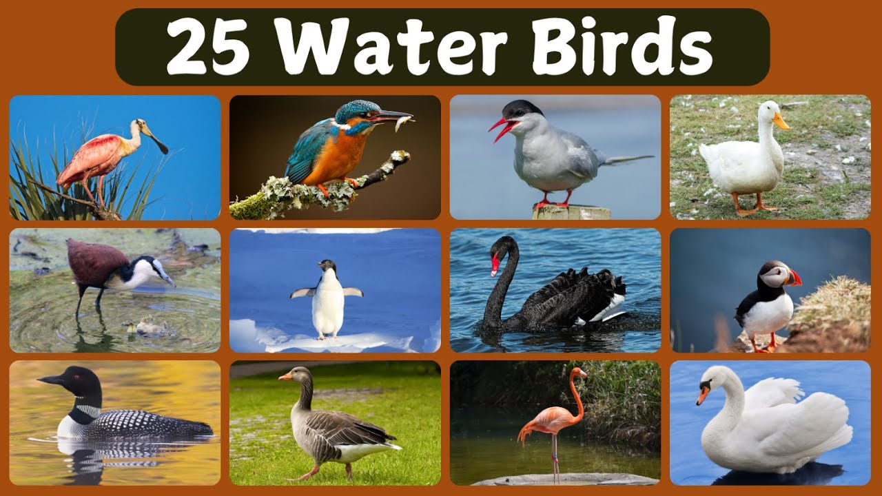 Water Birds Vocabulary ll 25 Water Birds Name In English With Pictures ...