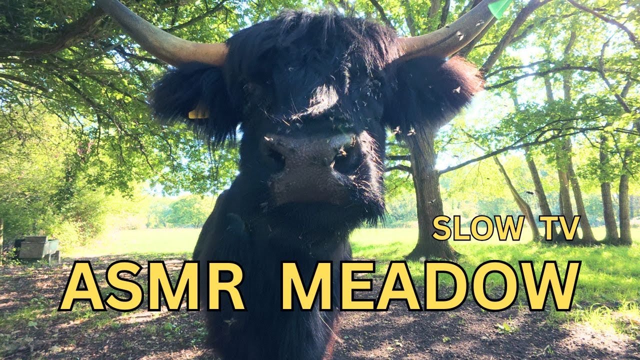 ASMR Meadow Walk with Cows | Floating & Relaxing Sounds (4K) - YouTube
