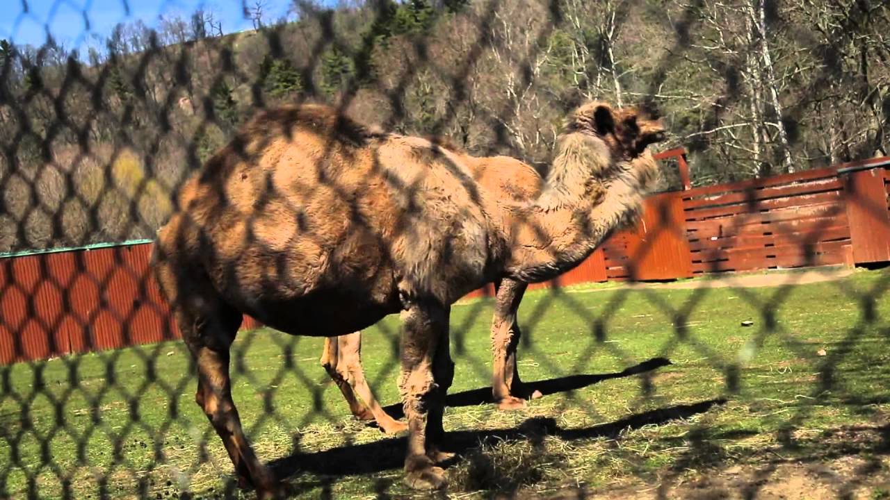 Did You Know, Lehigh Valley? Lehigh Valley Zoo - YouTube