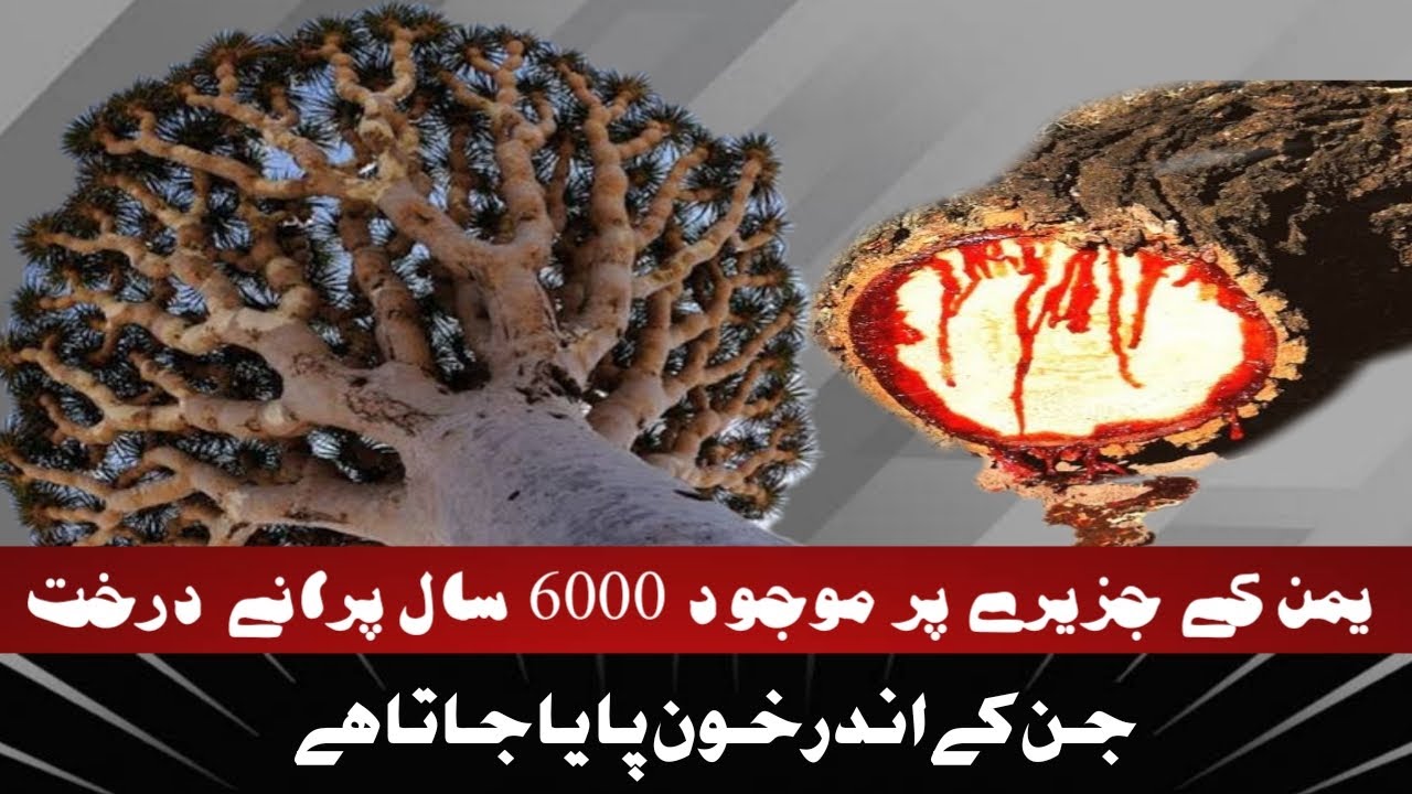 Dragon Blood Trees Socotra Yemen | World Most Mysterious Tree - YouTube