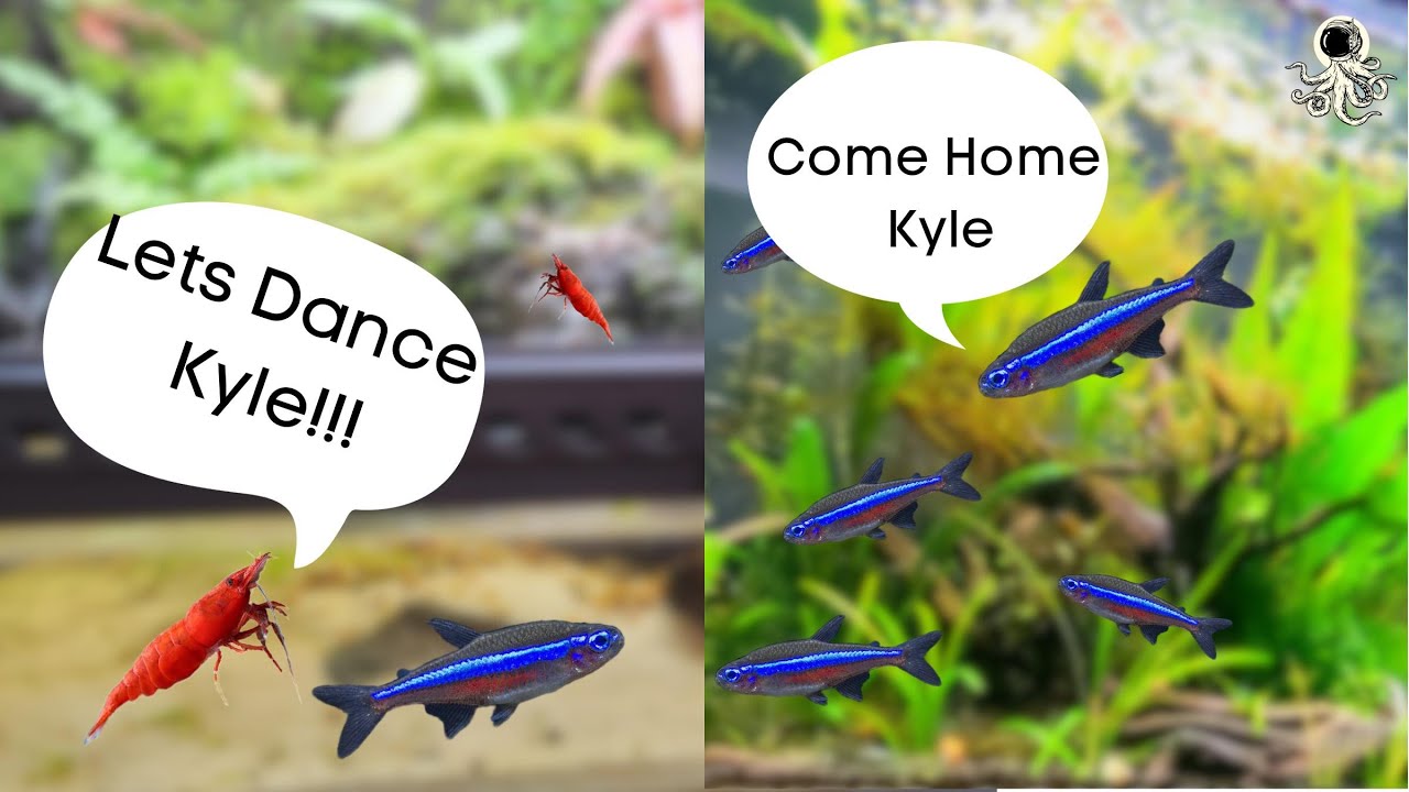 The Return to Aquaria (the tale of Kyle of Greenneon) - YouTube