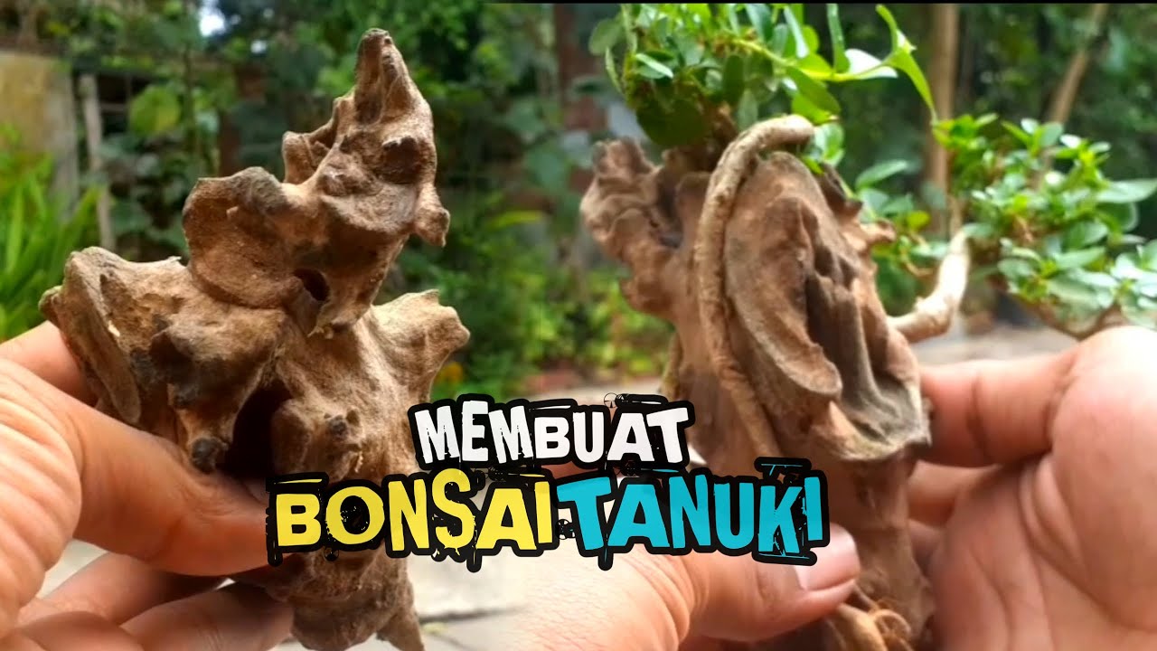 Membuat Bonsai Tanuki/Kayu Mati - Sancang/Premna - YouTube