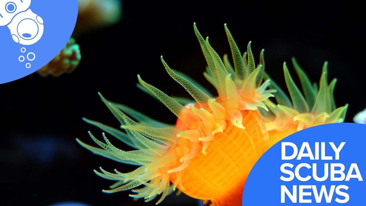 Daily Scuba News - Study Finds Out What Caused The Blob And Coral ...