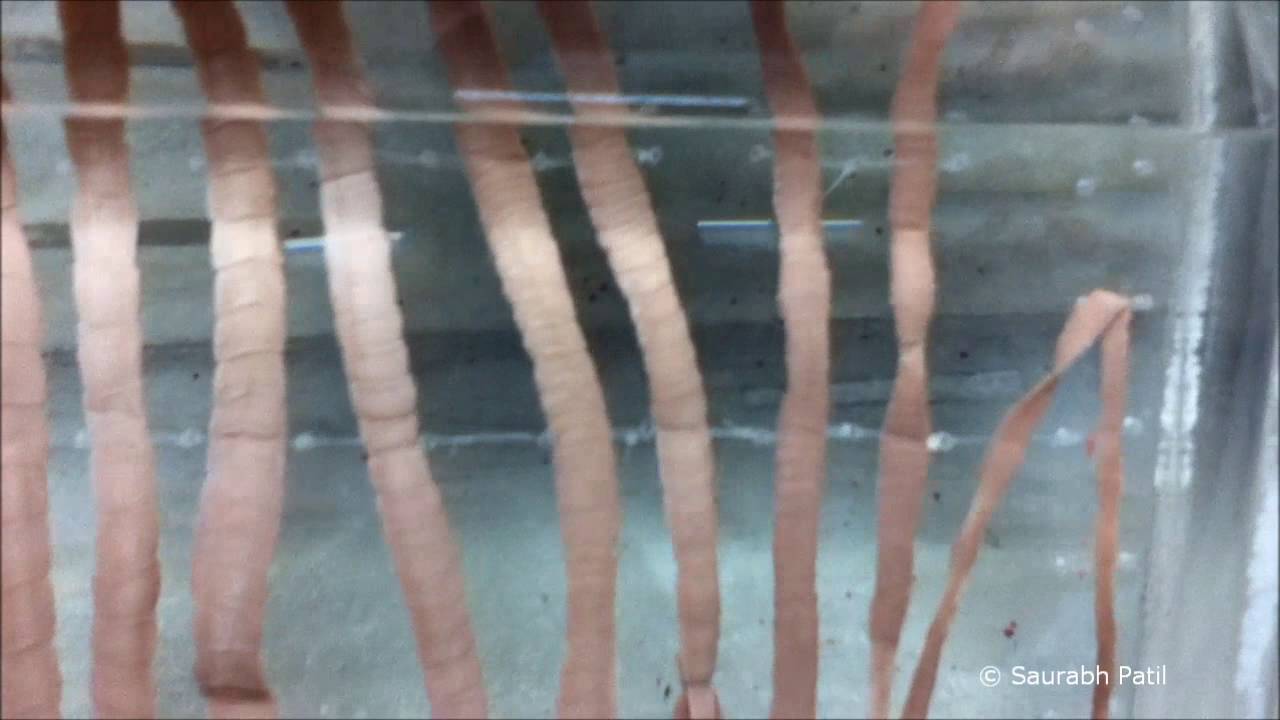 Tapeworm preserved specimen - YouTube