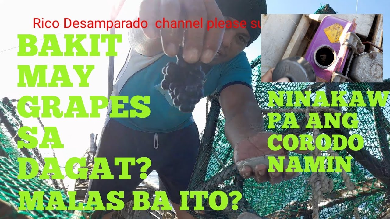 BOBO FISH TRAP HARVEST - YouTube