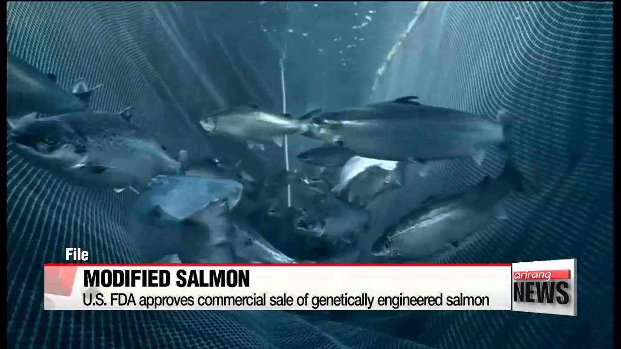 U.S. FDA approves genetically modified salmon for human consumption 미 ...