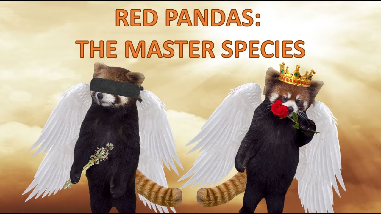 Red Pandas: The Master Species - YouTube