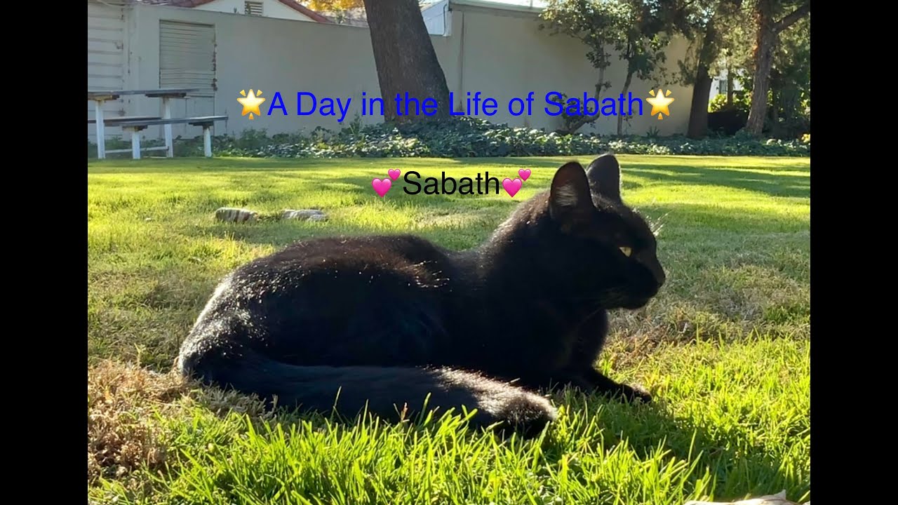 Welcome to “The Life of Sabath the Cat” - YouTube