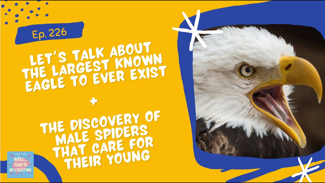 Ep. 226: Let’s Talk About The Largest Known Eagle To Ever Exist + The ...