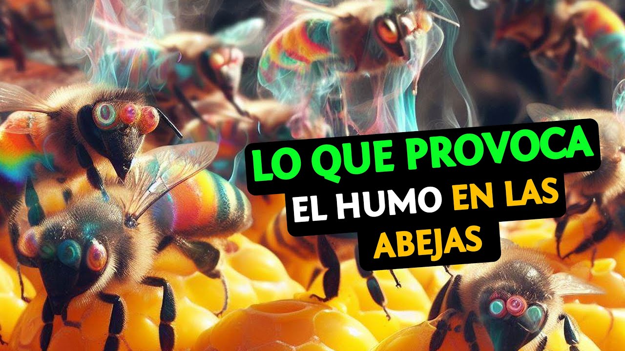 Para Que Sirve El HUMO En Las Abejas 🐝 - YouTube