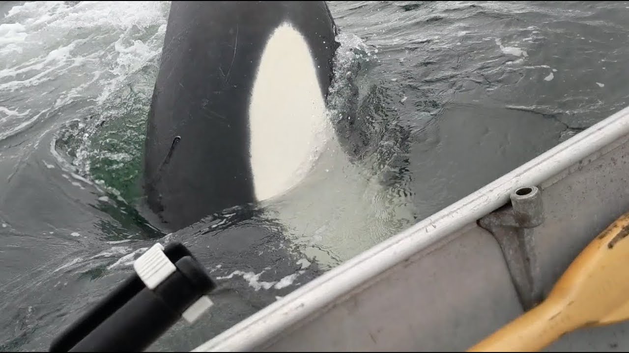 Killer Whales Target Small Rowboat - YouTube