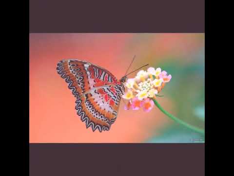 Bünyamin Aslan - Gülpembe cover