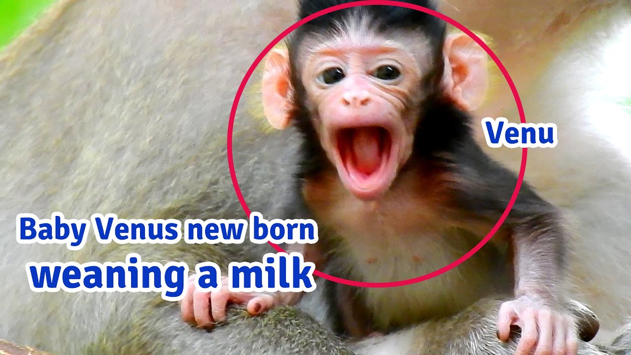 Absolutely incredible! gra=bbing weaning a milk for a newborn Venus ...