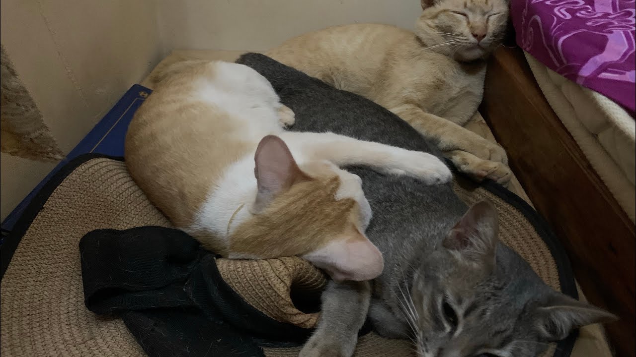 Funniest and lovely cats moew , they so cute 🥰 - YouTube