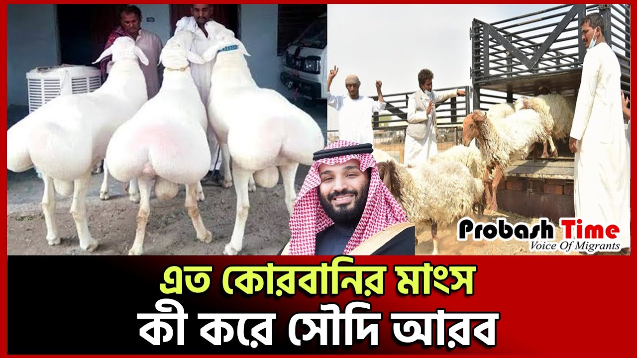 এত কোরবানির মাংস কী করে সৌদি আরব | saudi arabia | eid ul azha 2023 ...
