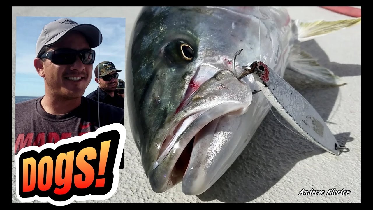 (34) 03/03/2017 - Adrian battle's a Dog for his Yellowtail on the New ...