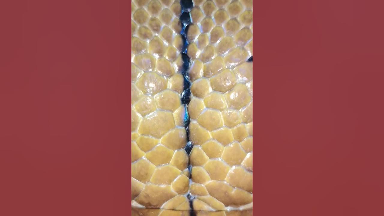 Retic Python drink water - YouTube