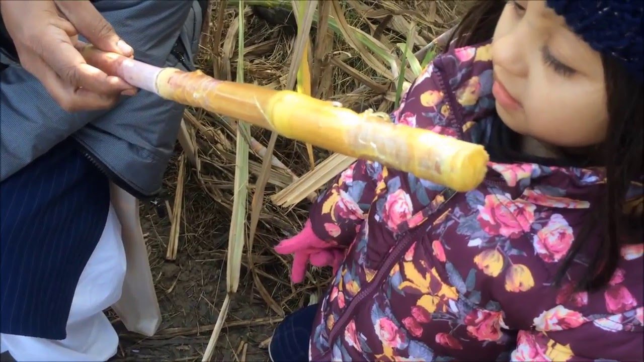 Making of Gur / Gurh or Jaggery - with commentary - YouTube