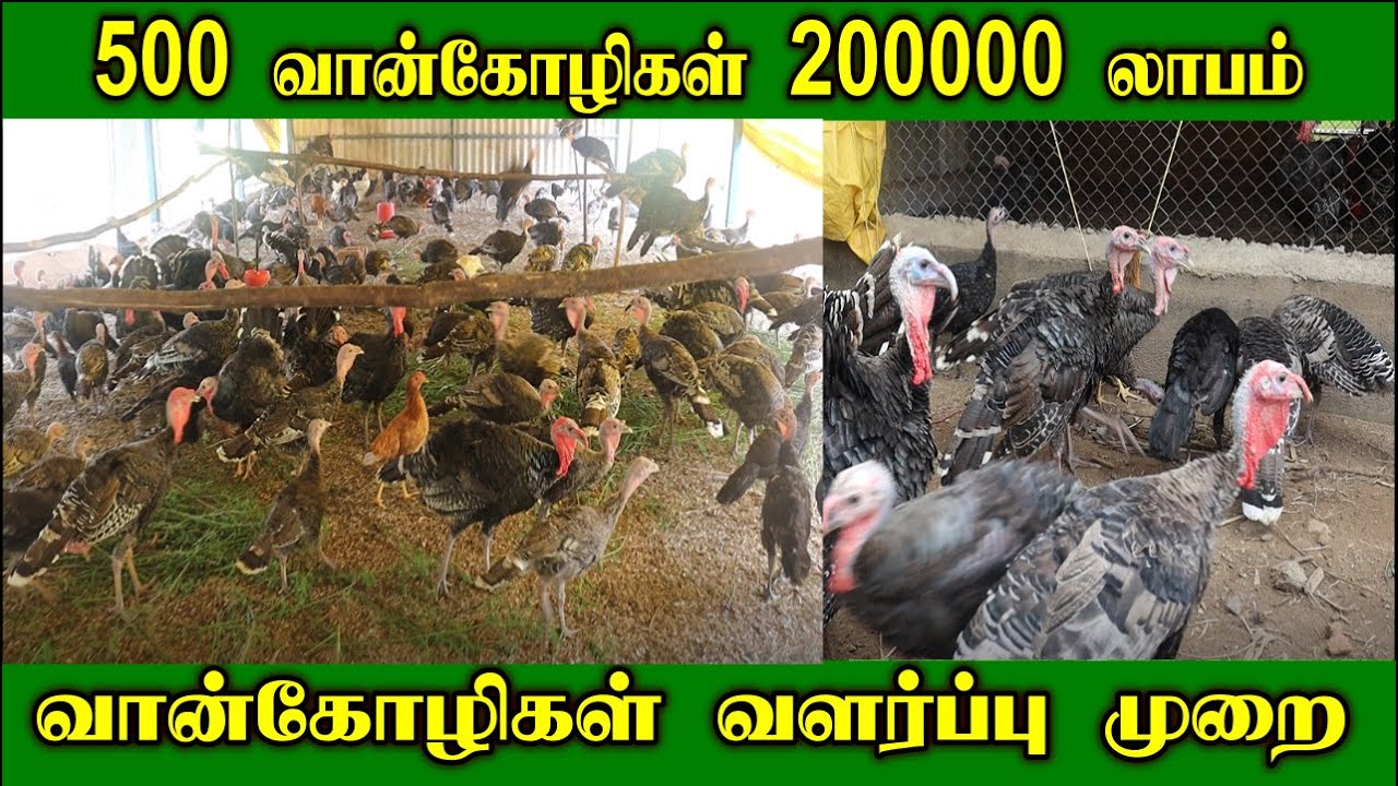 500 வான்கோழிகள் 200000 லாபம் | Vankozhi Valarpu | Turkey Farming in ...