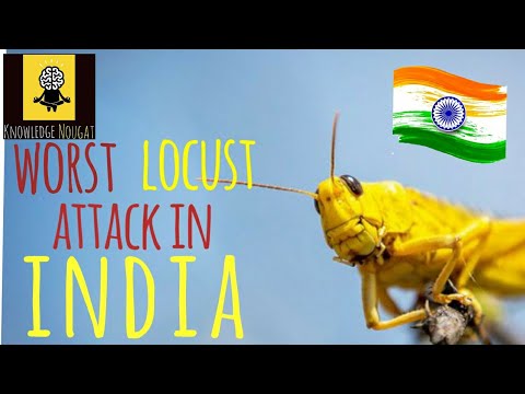 INDIA BATTLES LOCUST AMID CORONAVIRUS PANDEMIC || LOCUST ATTACK IN ...