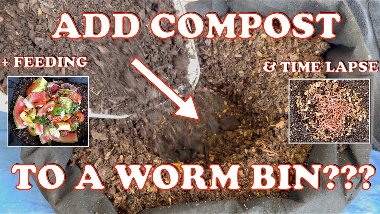 Boost Microbial Life & Volume in Your Worm Bin With Compost ...