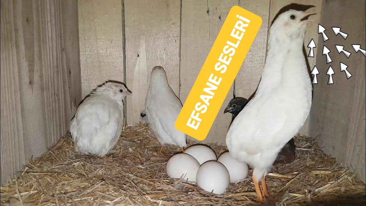 BU SESLER ÇİN BILDIRCINLARINIZI KUDURTUR EFSANE ÇİN BILDIRCINI SESLERİ ...