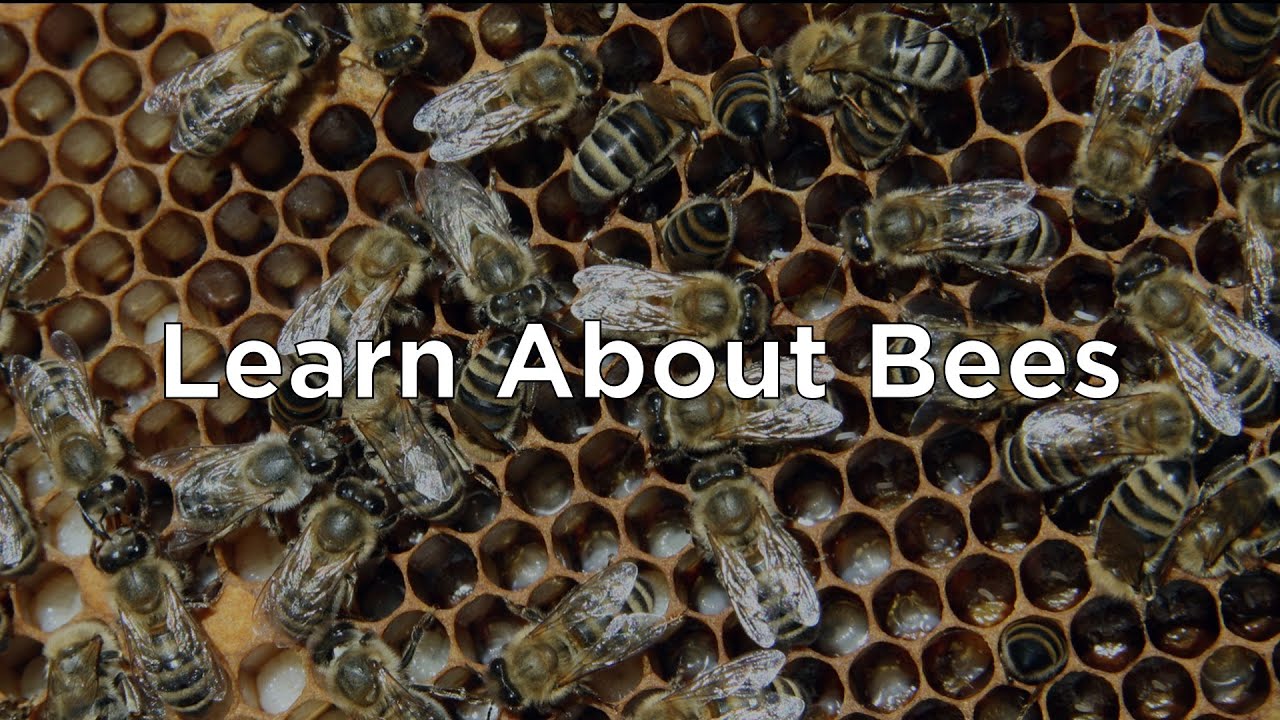 Learn About Bees (PK - 2nd Grade) - YouTube