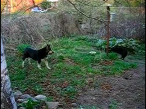 Кот гоняет собаку! Cat vs. Dog! Crazy Cat Attacks Dog! - YouTube