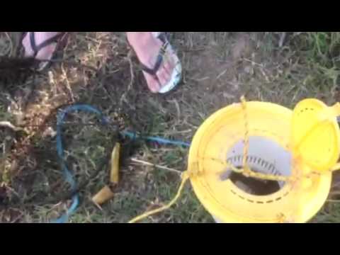 How To catch Freshwater Crayfish (Yabbies) - YouTube