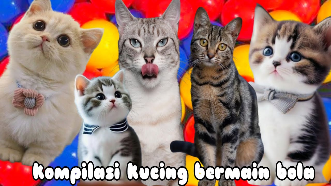 KOMPILASI KUCING BEEMAIN PLASTIK ‼️ LAGU KUCING MEONG POPULER ‼️ KUCING ...