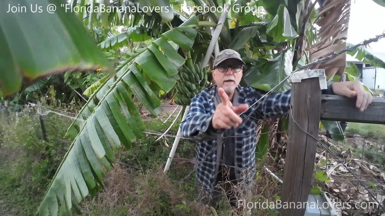 Emergency 911 Banana Plant Collapse Needed To SAVE with Banana Rack on ...
