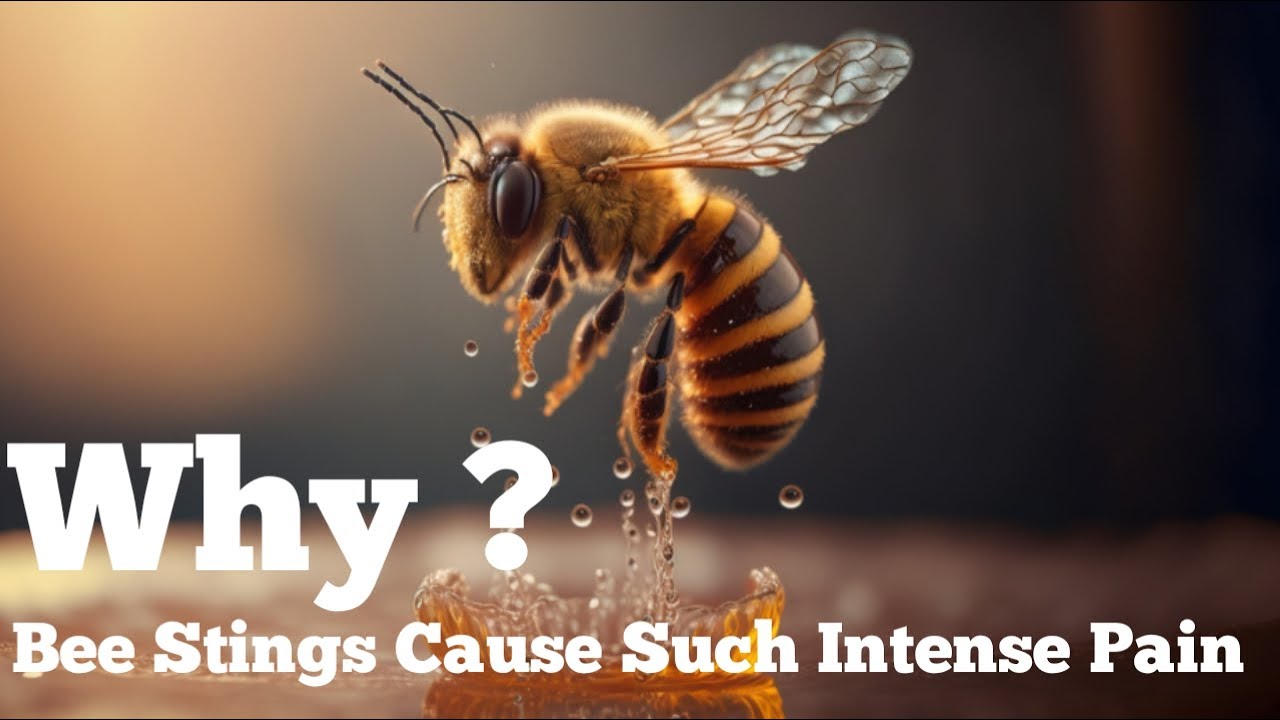 Why Do Bee Stings Cause Such Intense Pain? | Netustrso - YouTube
