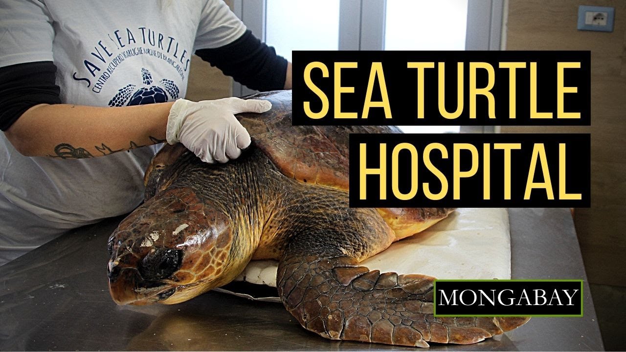 Saving Sea Turtles: Italian turtle hospital releases 3-legged turtle ...