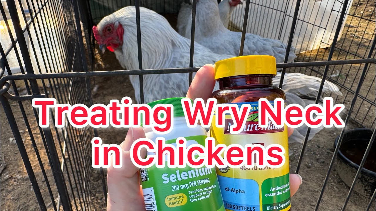 Treating Wry Neck in Chickens / Poultry - YouTube