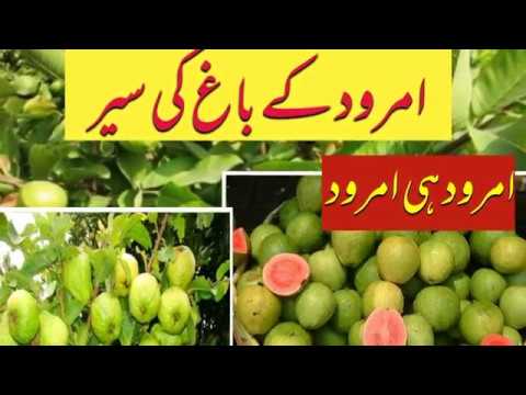 Guava_Beautifull_Garden...! Guava Farming in pakistan practical video ...