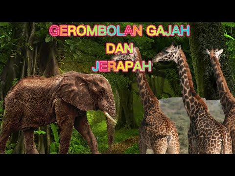 ANIMALS | GEROMBOLAN GAJAH DAN JERAPAH.. - YouTube