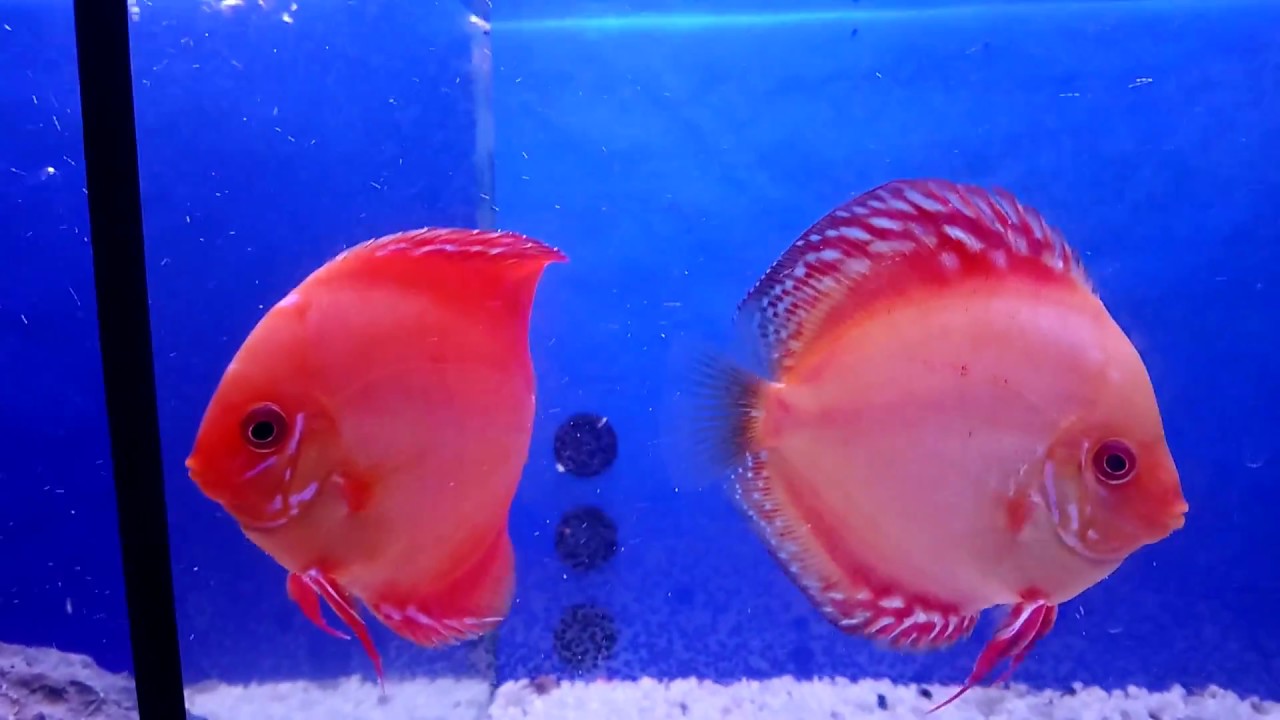 Discus Stendker "Marlboro Red 10cm" - YouTube