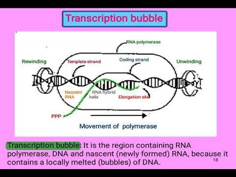 10- Cell biology : Transcription bubble شرح بالعربي - YouTube