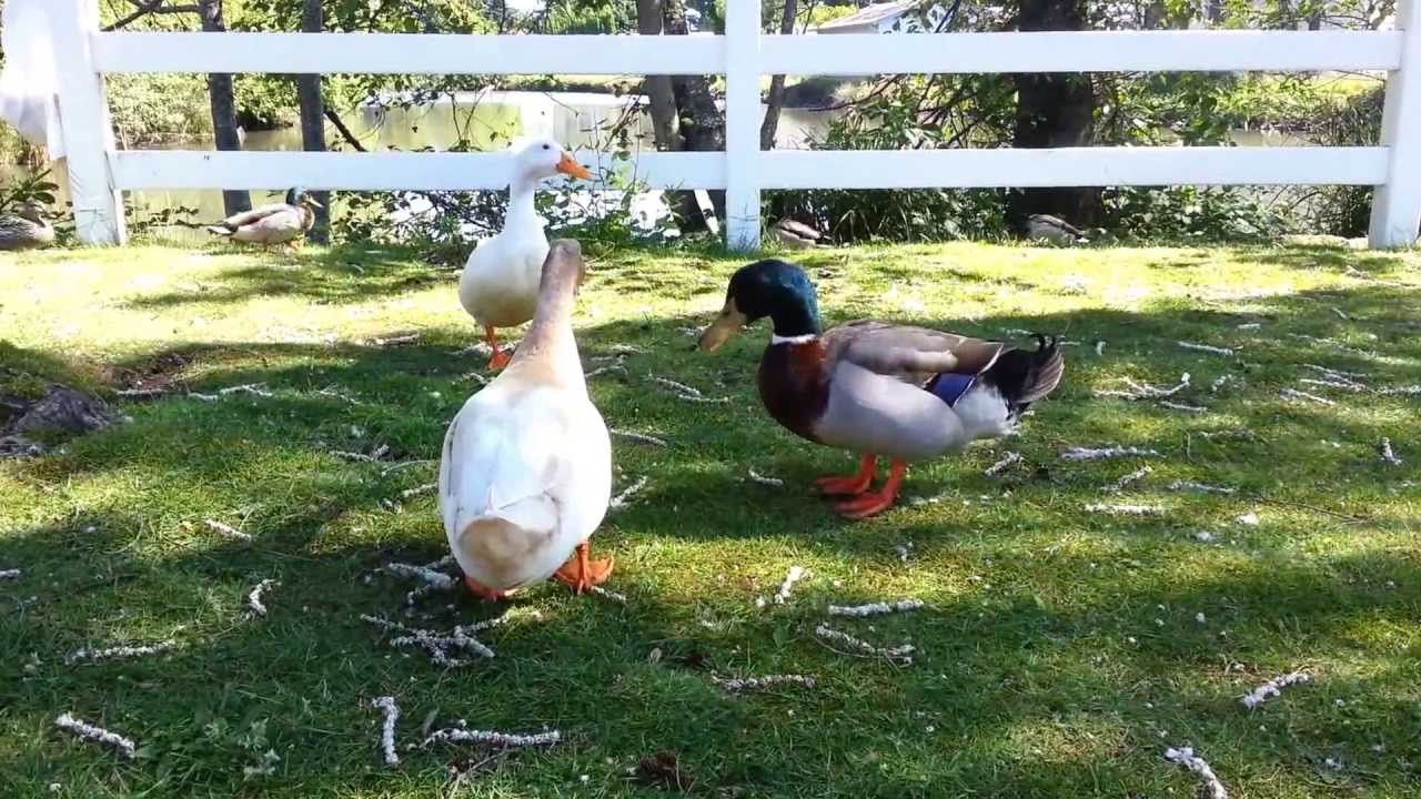 Ducks having a conversation - YouTube
