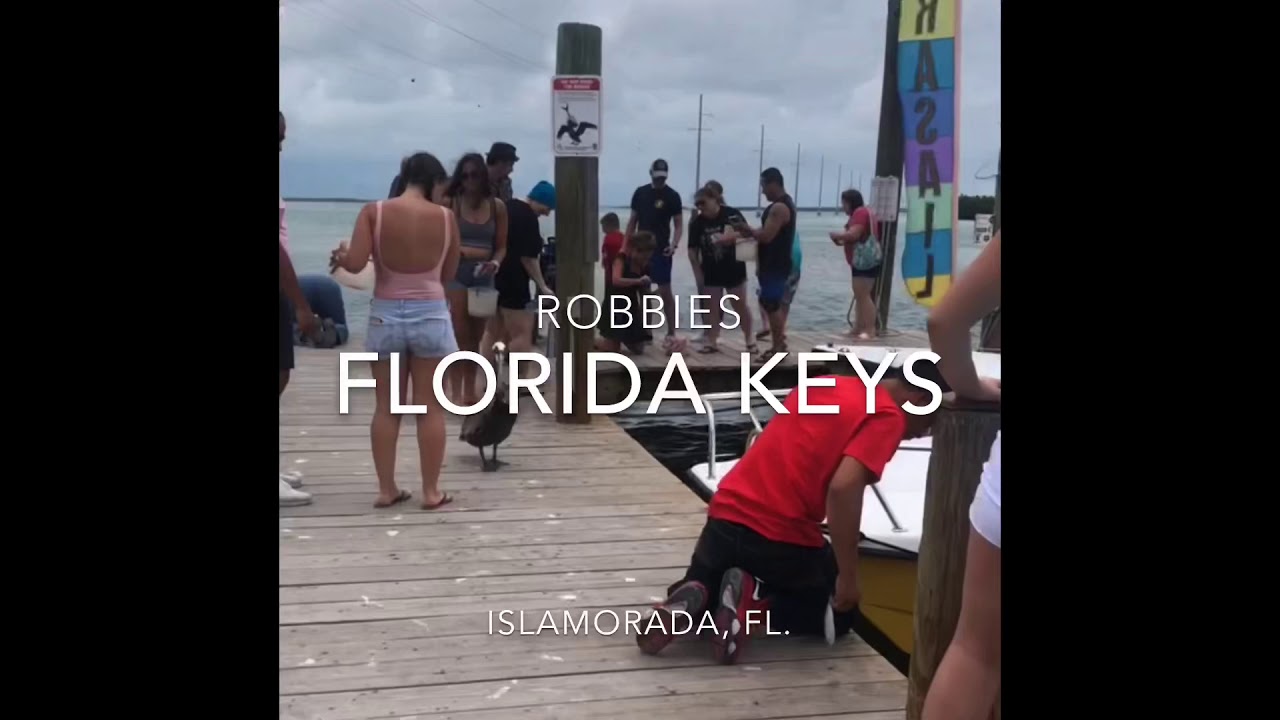 Feeding Jumping TARPON Florida Key Islamorada ROBBIES MARINA - YouTube
