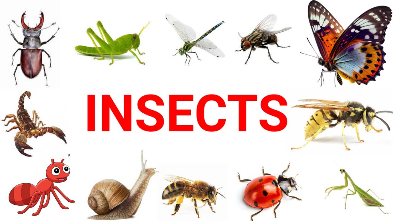 Insects name for kids /Insects name for English with pictures/ insects ...