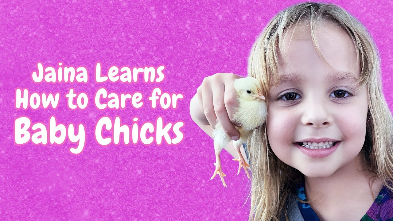 Jaina Gets Baby Chicks for Her Birthday: Learn How to Raise Baby Chicks ...