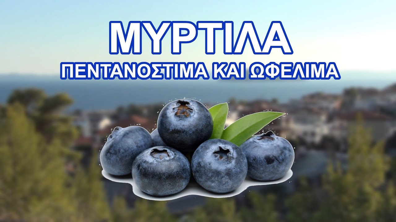 Μύρτιλα - Ιδιότητες και Συνταγές - YouTube